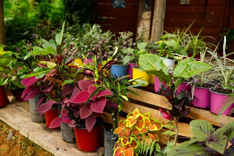 Shop Ornamental Plants - SoulFire Farm 🇵🇦