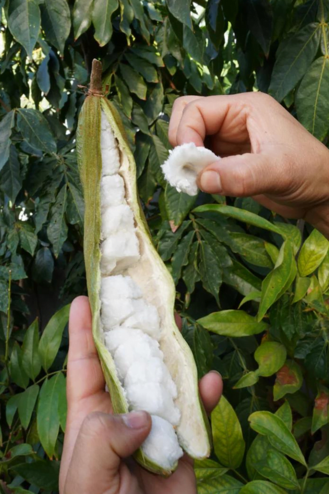 Ice-Cream Bean Tree – SoulFire Farm